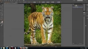 Raster to Vector Conversion in Image Editing Service